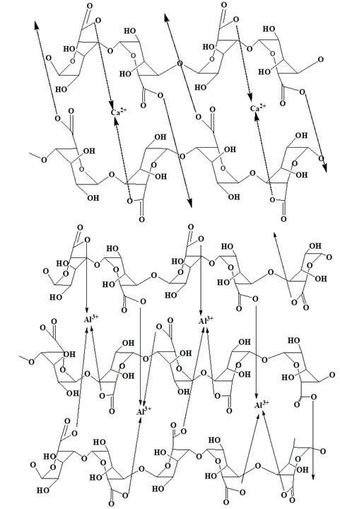 Fig. 4: Expected alginate crosslinking mechanism involving calcium ...